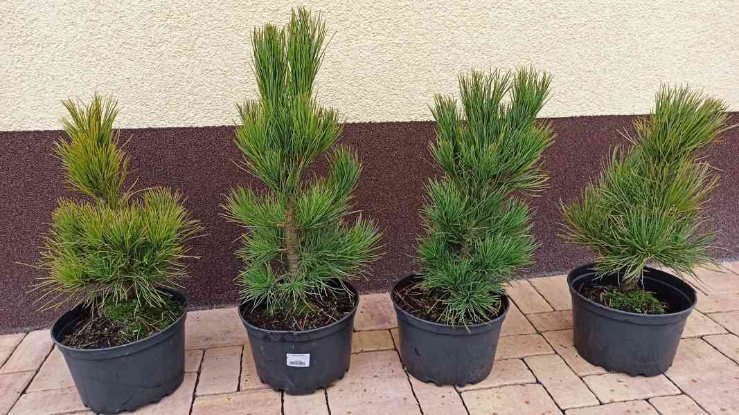 Borovice limba (Pinus cembra) - 35 - 45 cm - bazar - Hyperinzerce.cz