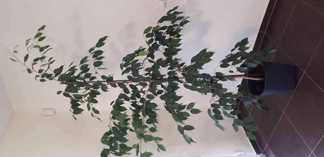 Fikus Benjamin 200cm - bazar - Hyperinzerce.cz