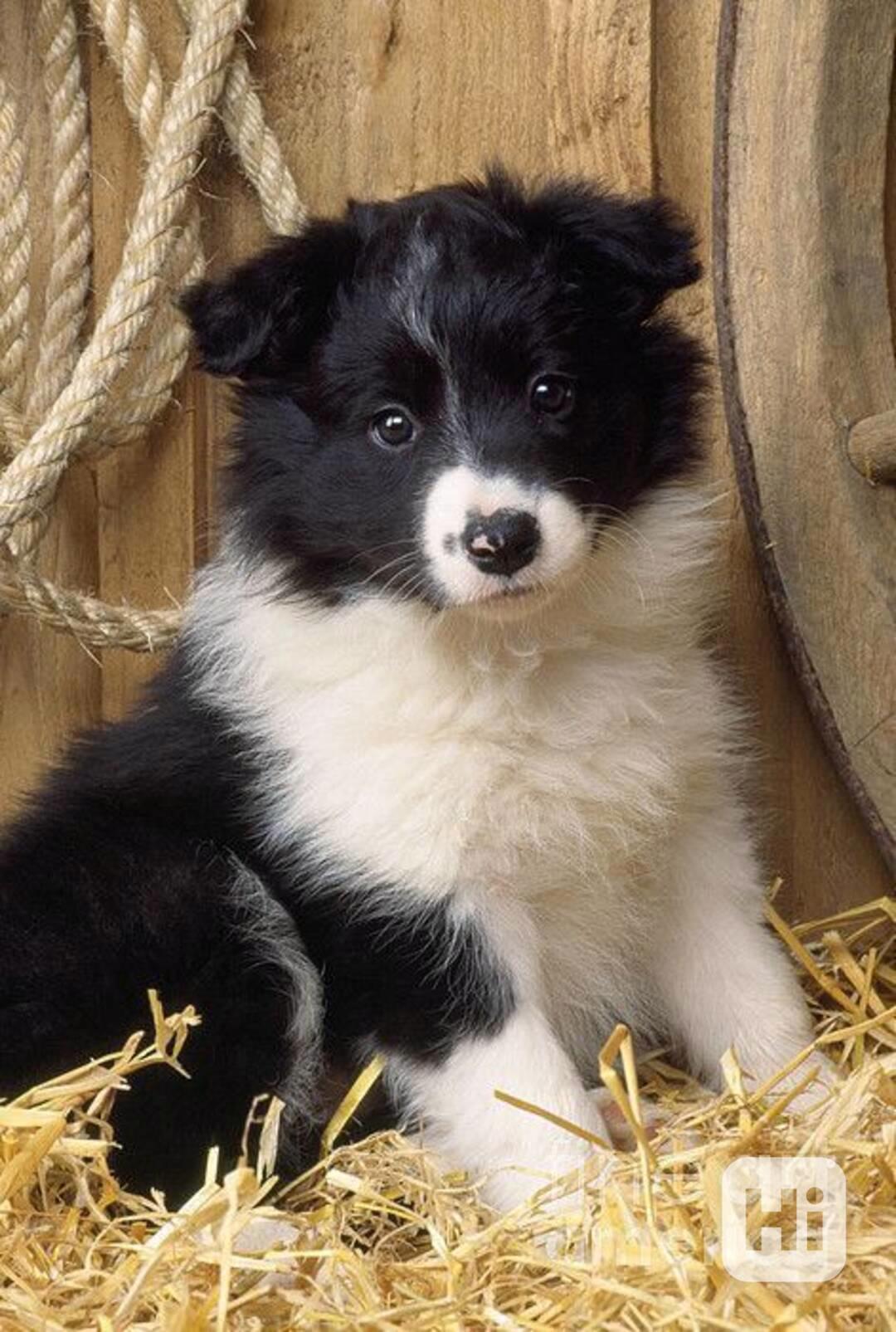 Border kolie - bazar - Hyperinzerce.cz