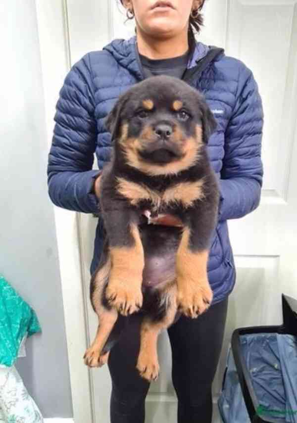 Rozkošný samec a samice rottweillerů - bazar - Hyperinzerce.cz