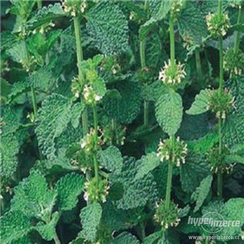 Jablečník obecný s kořenovým balem - bazar - Hyperinzerce.cz