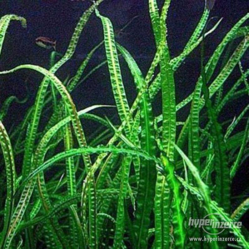 Kryptokoryna kadeřavá - Cryptocoryne - bazar - Hyperinzerce.cz