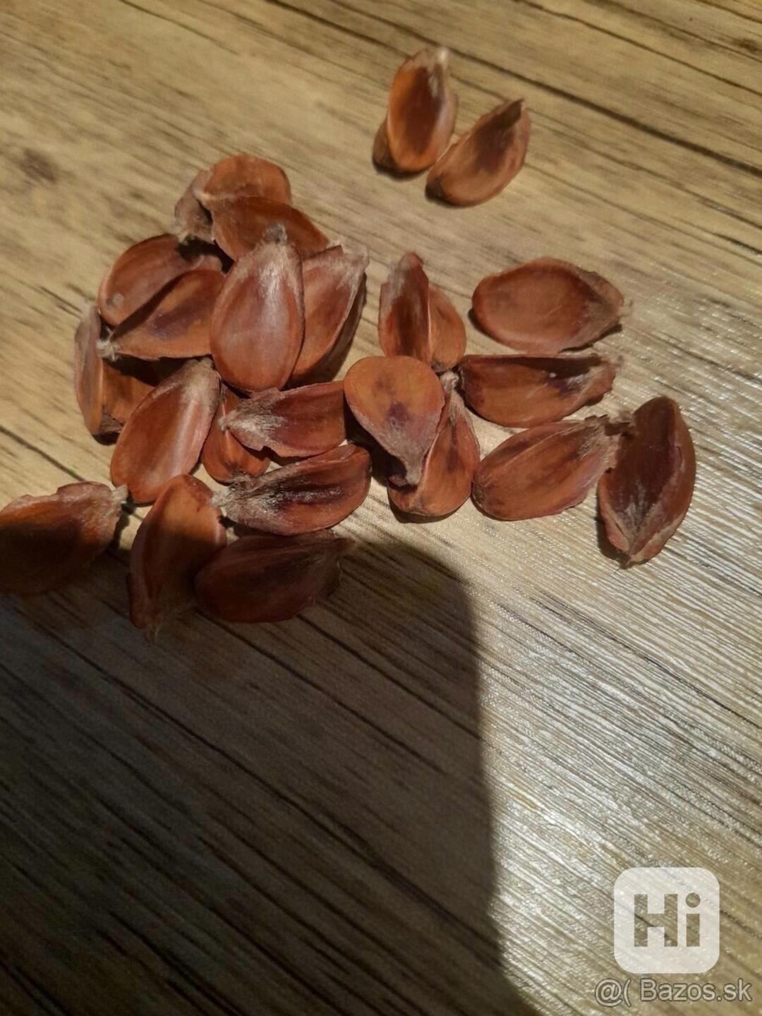 Bukvice dovoz do celej republiky CZ - bazar - Hyperinzerce.cz