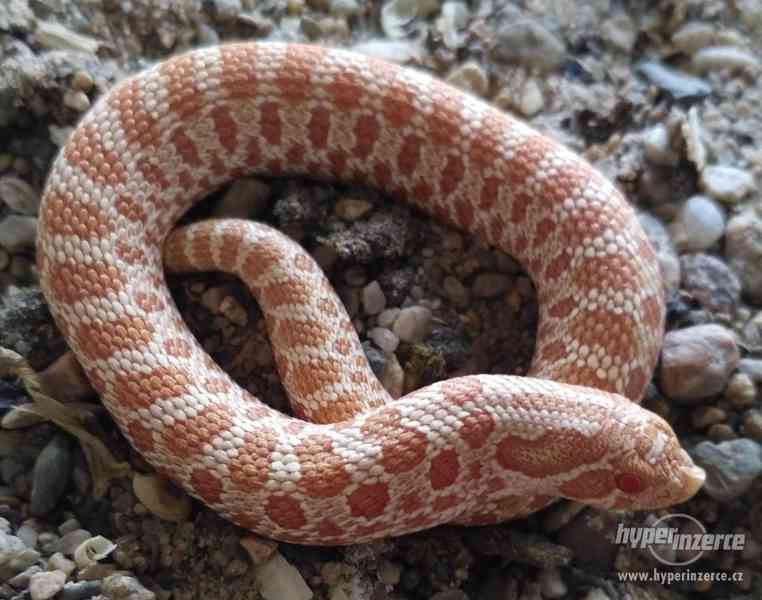 Heterodon nasicus/nosatý - albino, klasik mláďata - bazar - Hyperinzerce.cz