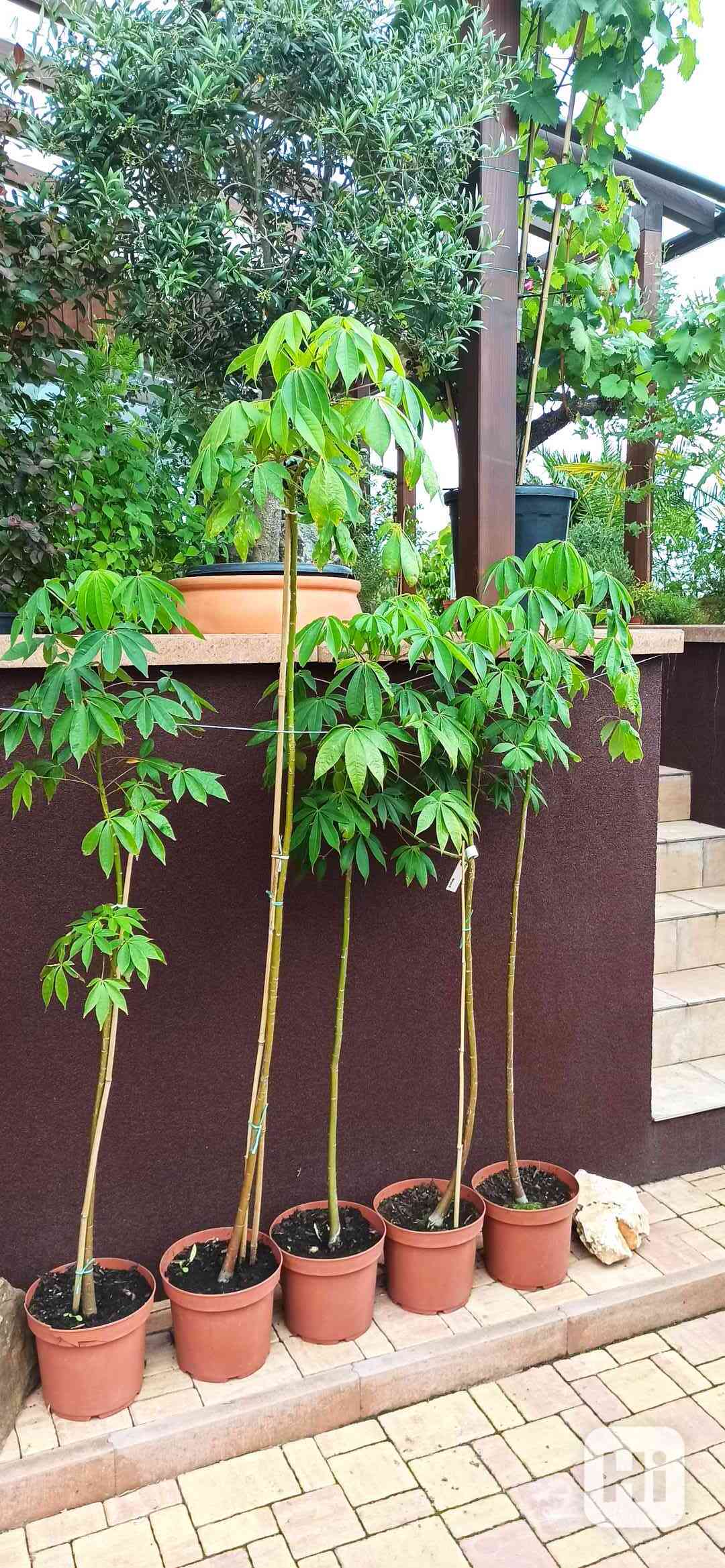 Kapok - vlnovec pětimužný (Ceiba pentandra) 130 cm - bazar ...