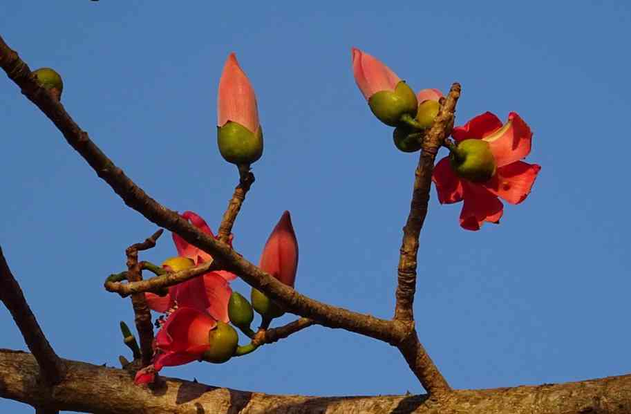 Kapok - vlnovec pětimužný (Ceiba pentandra) 130 cm - bazar ...