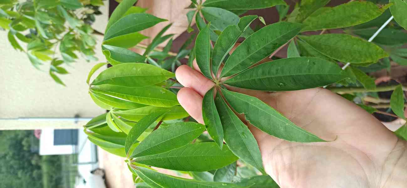 Kapok - vlnovec pětimužný (Ceiba pentandra) 130 cm - bazar ...