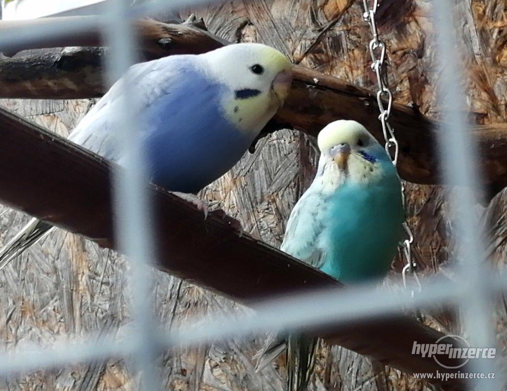 Duhové andulky - bazar - Hyperinzerce.cz