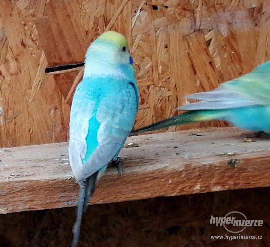 Duhové andulky - bazar - Hyperinzerce.cz