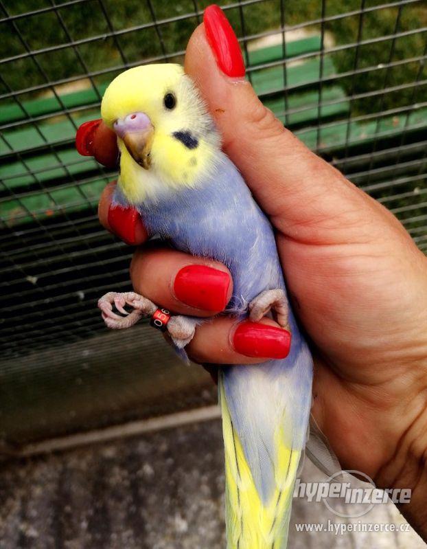 Duhové andulky - bazar - Hyperinzerce.cz