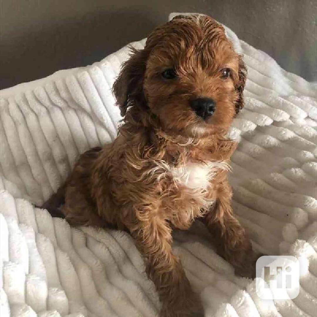 Plně očkovaný F1bb blue merle cavapoo - bazar - Hyperinzerce.cz