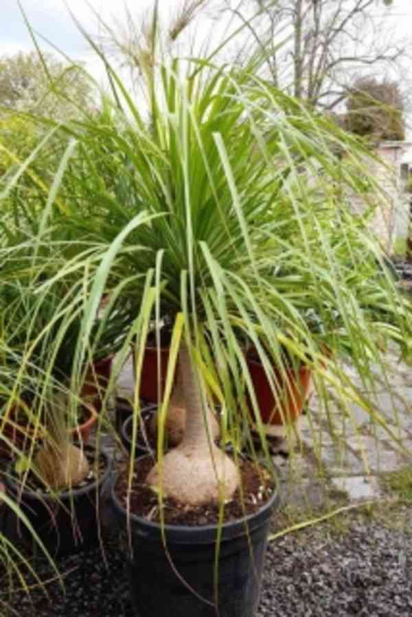 Sloní noha - bazar - Hyperinzerce.cz