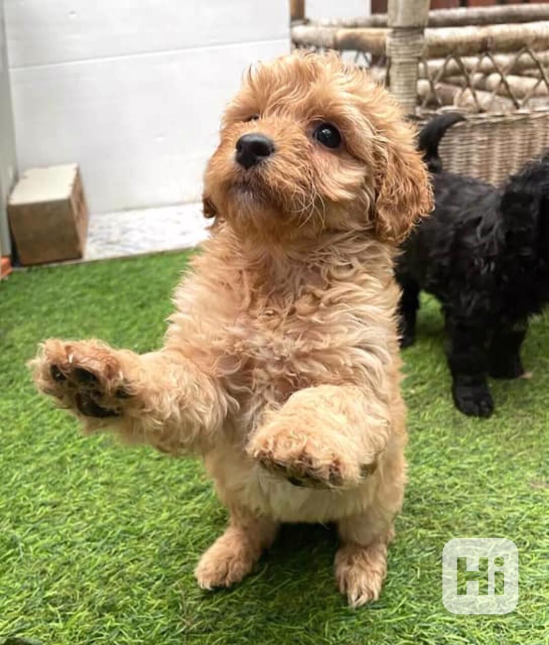 BORDER COLLIE x MINIATURNÍ PUDLÍK. Plně DNA Průhledná - bazar ...