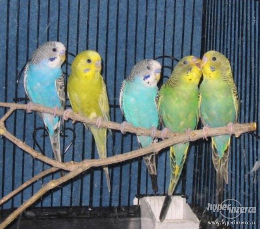 Andulky - bazar - Hyperinzerce.cz