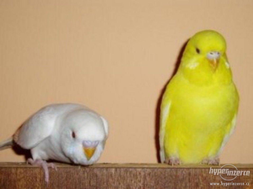 Andulky - bazar - Hyperinzerce.cz