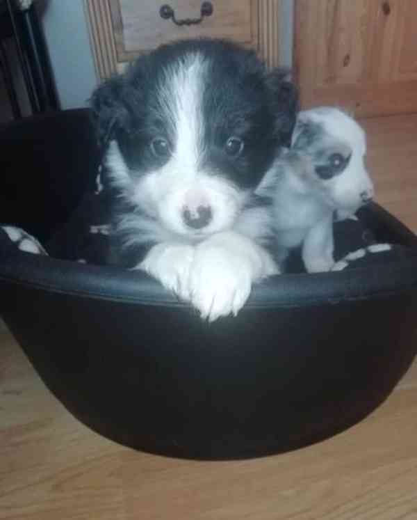 Ghost Merle border kolie - bazar - Hyperinzerce.cz