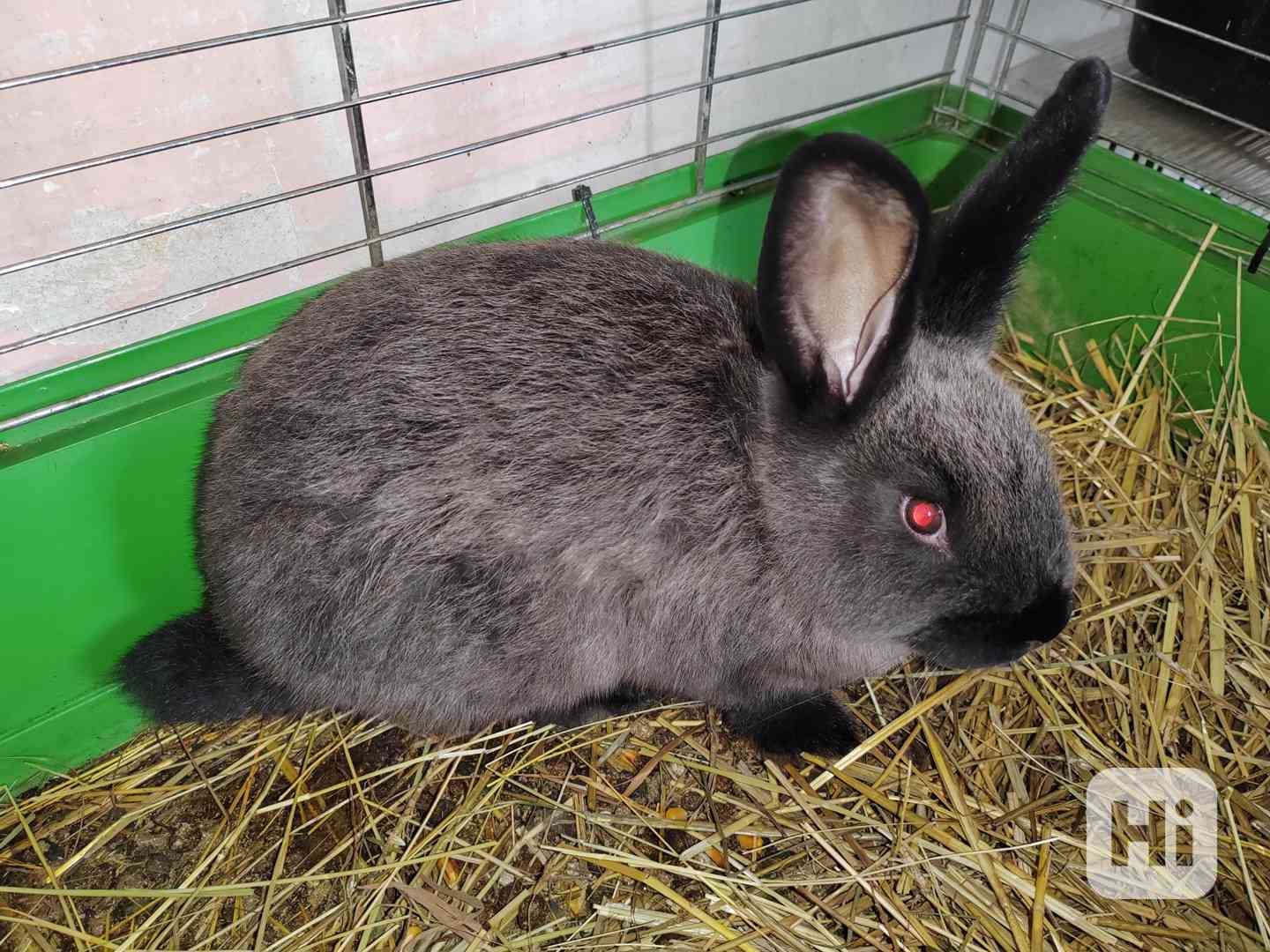 Velký kuní - bazar - Hyperinzerce.cz