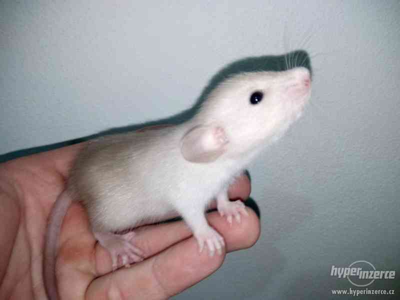 Siamský dumbo potkánci - bazar - Hyperinzerce.cz