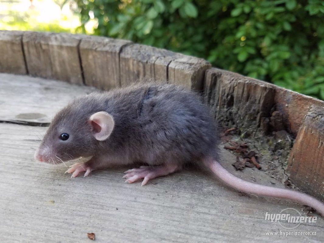 Potkánci - dumbo i s delší srstí velveteen ihned k odběru - bazar ...