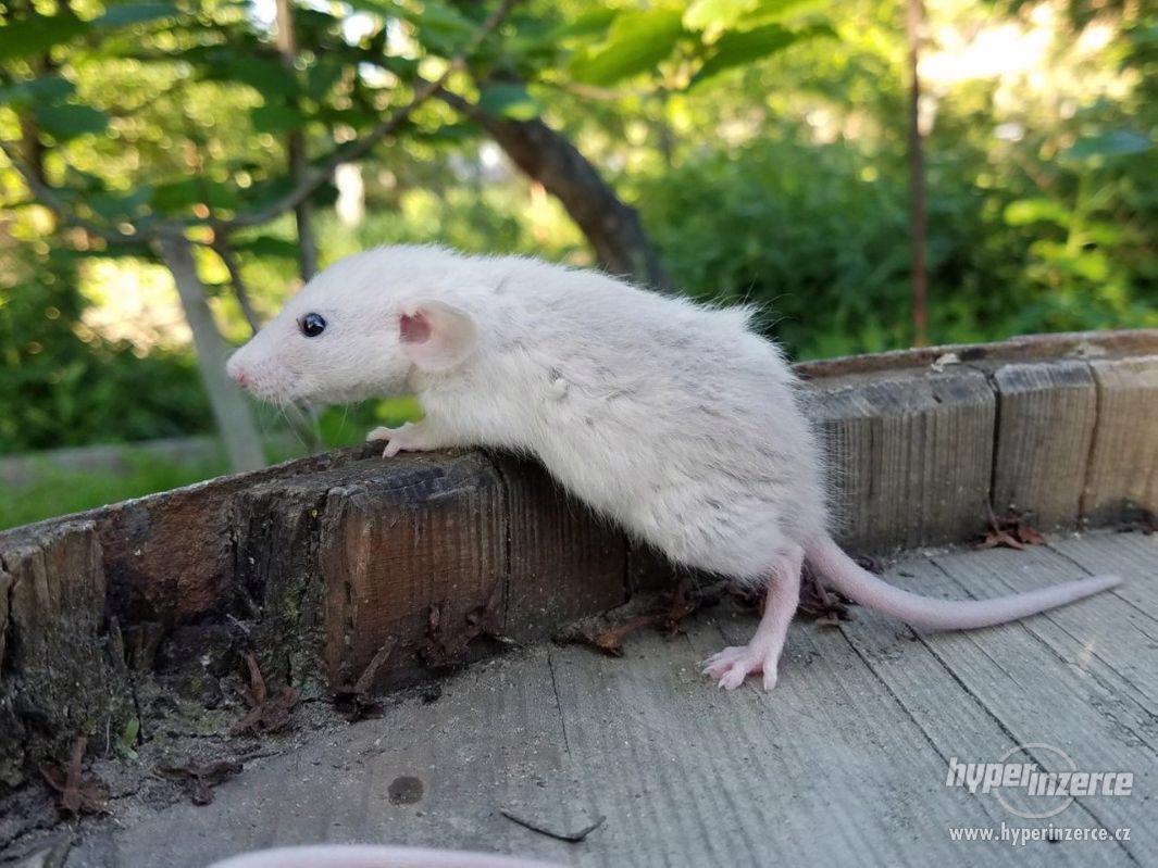 Potkánci - dumbo i s delší srstí velveteen ihned k odběru - bazar ...