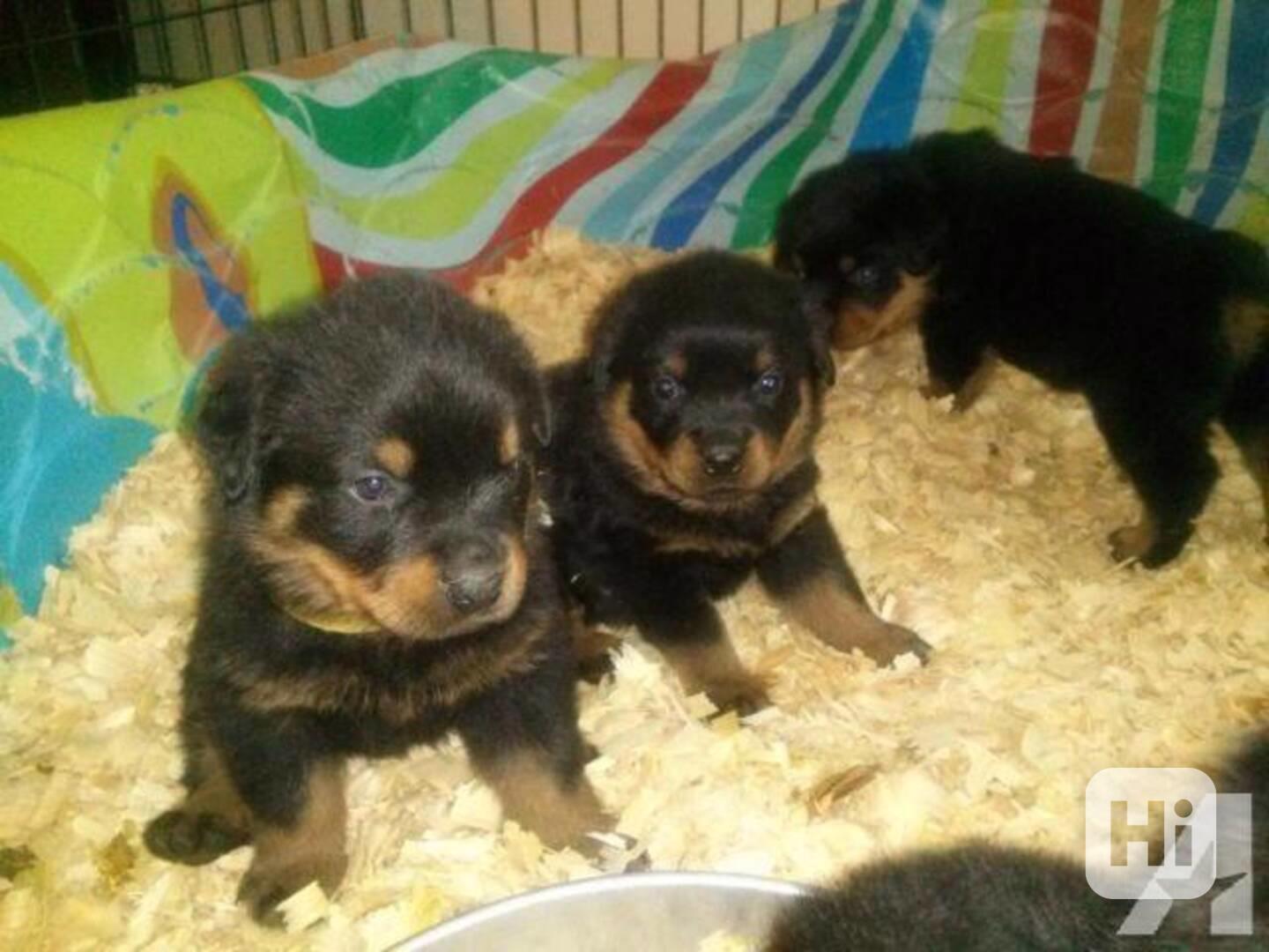 Salma Chunky Rottweiler Štěňata. - bazar - Hyperinzerce.cz
