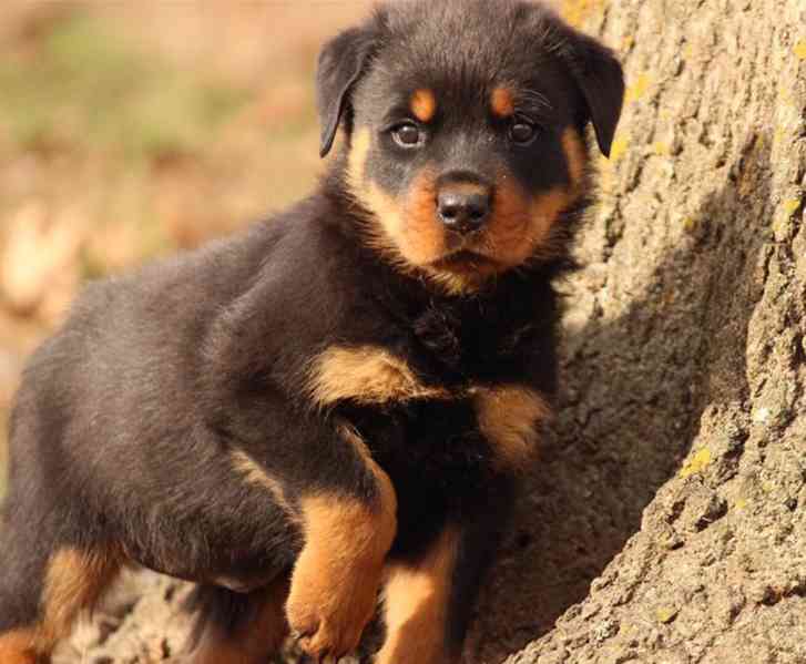 Pes a fena štěňata rotvajlera pro milovníky mazlíčků. Pes - bazar ...