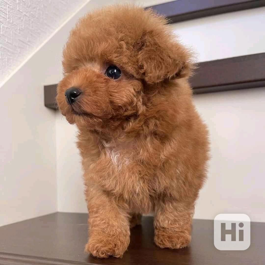 štěně pudla k - bazar - Hyperinzerce.cz