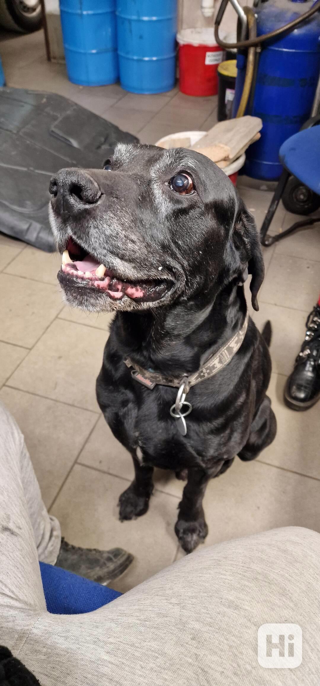 Pejsek ke krytí - bazar - Hyperinzerce.cz