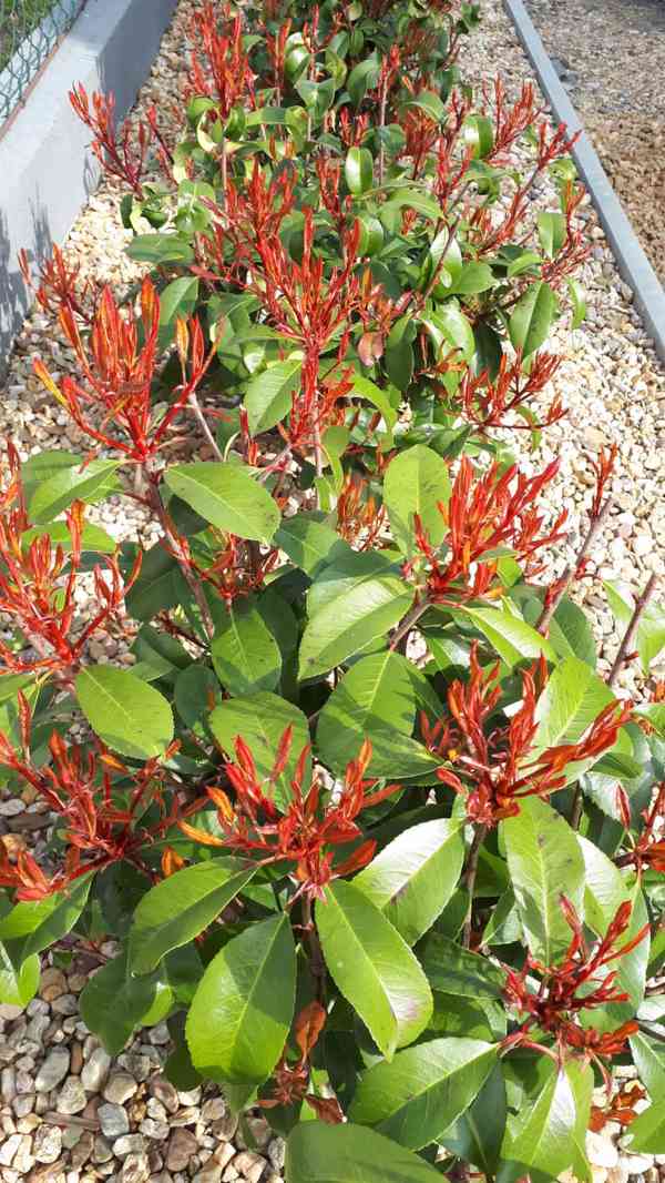 Blýskavka Photinia Fraserova Red Robin živý plot - bazar - Hyperinzerce.cz