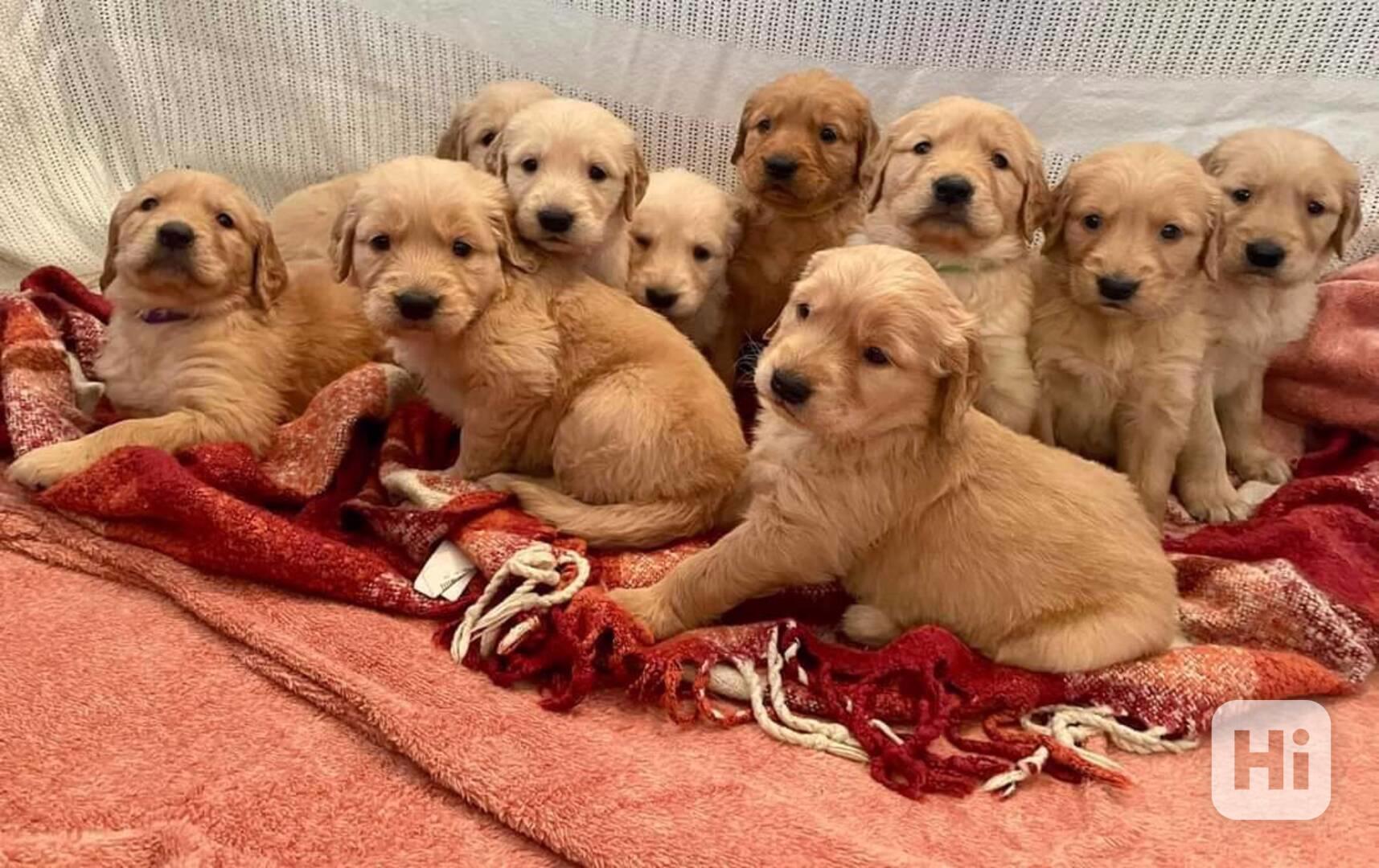 Prodám štěňata Goldendoodle Hele, na co čekáš?? Tyhle miláčk - bazar ...