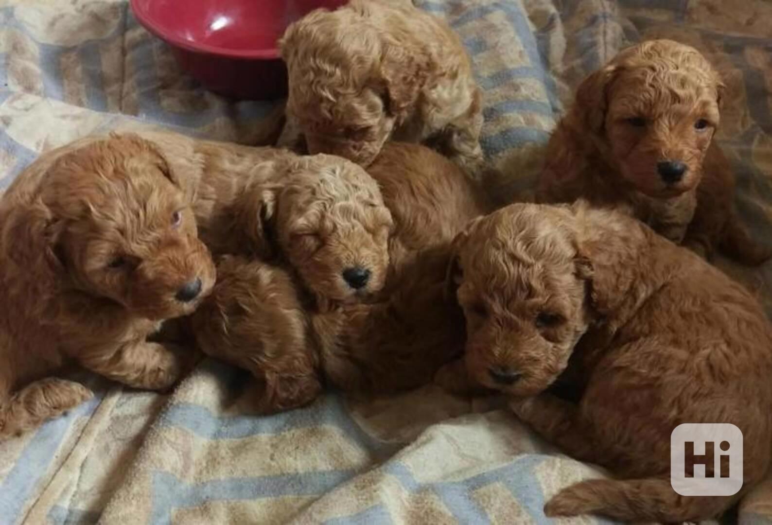 Krásné štěně pudla - bazar - Hyperinzerce.cz