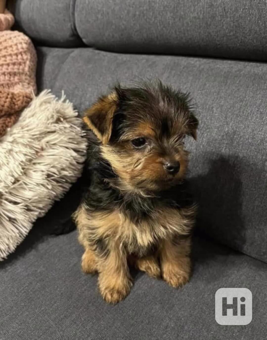 štěňata yorků na prodej Hele, na co čekáš?? Tyhle miláčky pr - bazar ...