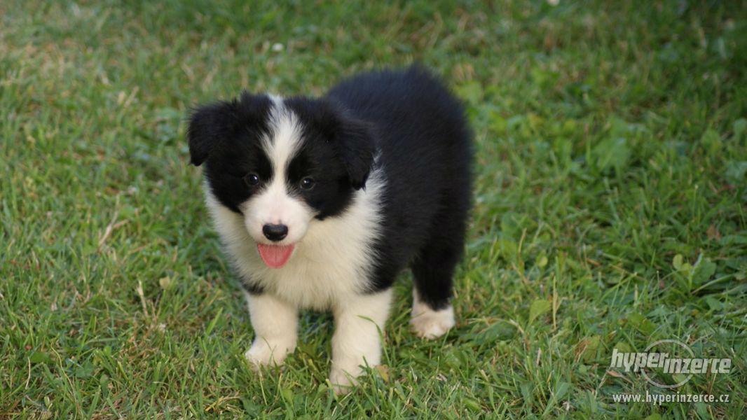 Border kolie / Border Collie stěně s PP - bazar - Hyperinzerce.cz