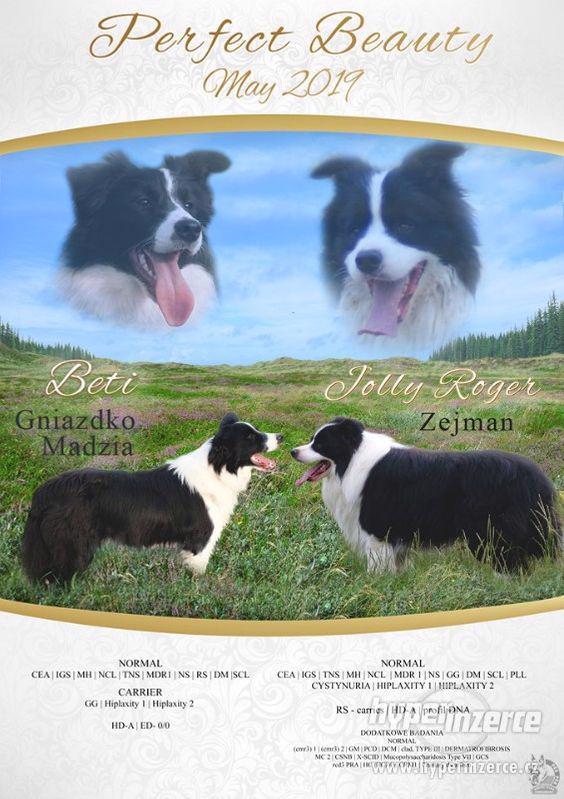 Border kolie / Border Collie stěně s PP - bazar - Hyperinzerce.cz