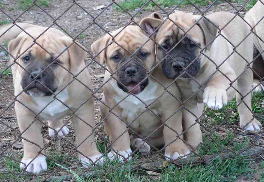 Štěňátka Arkansas Giant Bulldog k odběru! - bazar - Hyperinzerce.cz