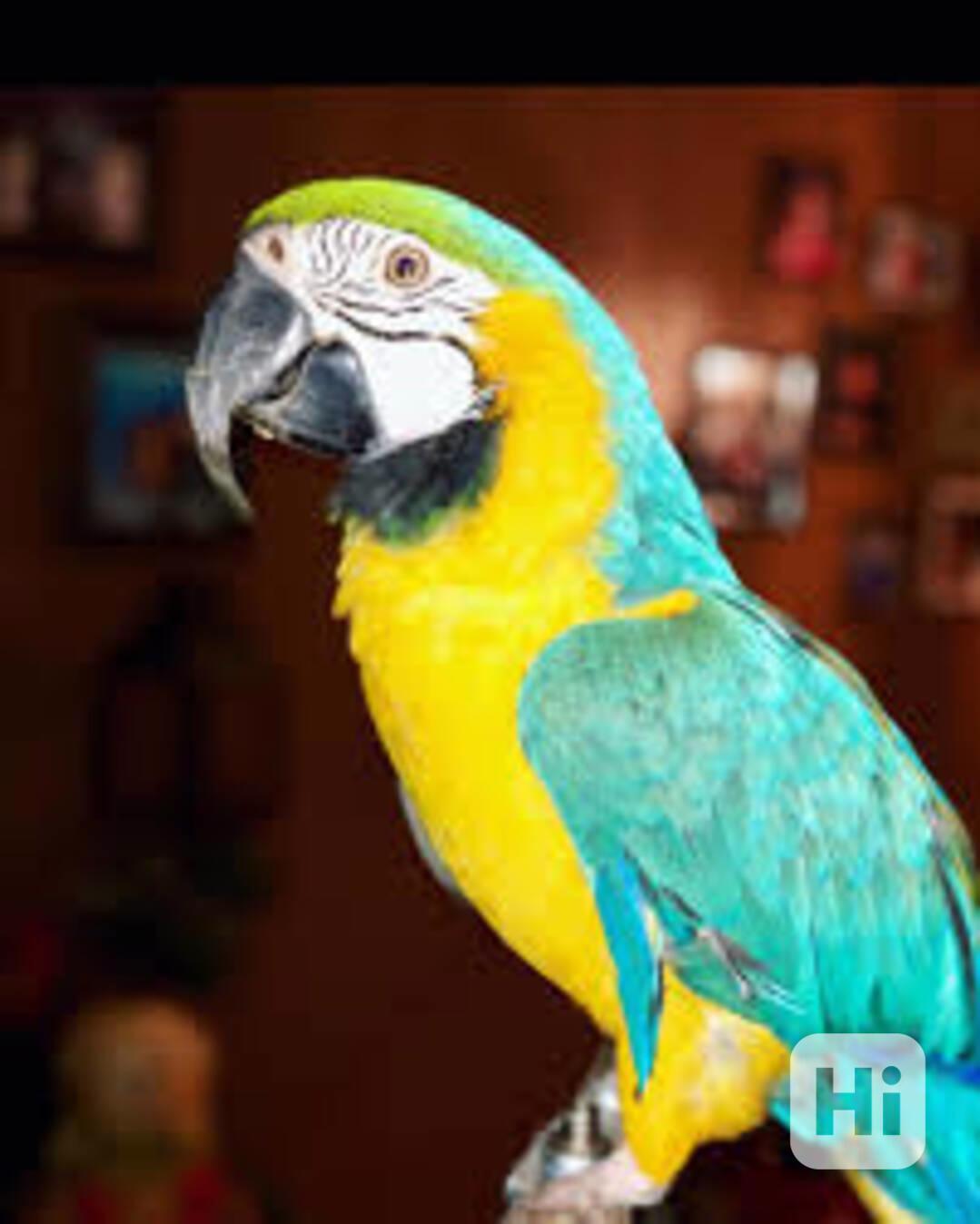 Dva krásné modré a zlaté ary - bazar - Hyperinzerce.cz