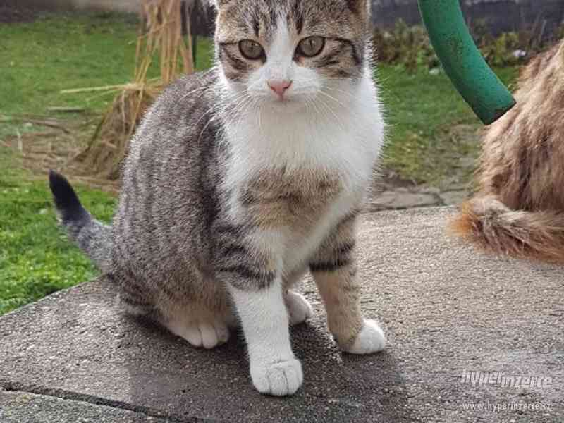 Kočička - bazar - Hyperinzerce.cz