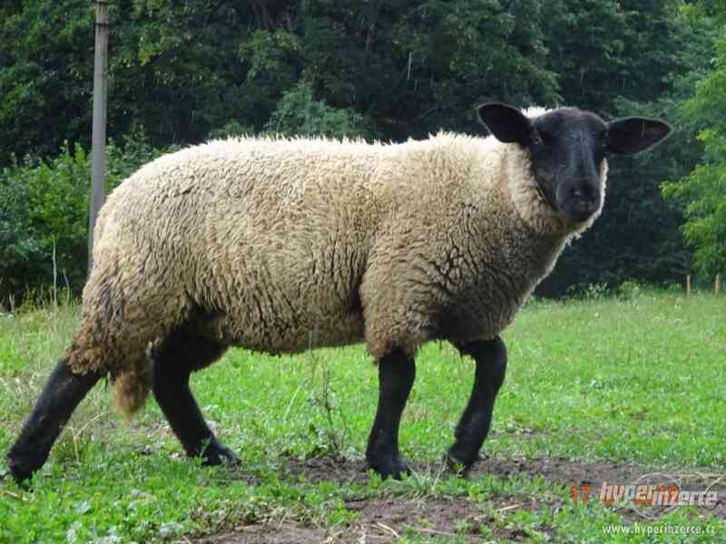 PRODEJ SUFFOLK OVEČKY - POUZE NA CHOV!!!! - bazar - Hyperinzerce.cz