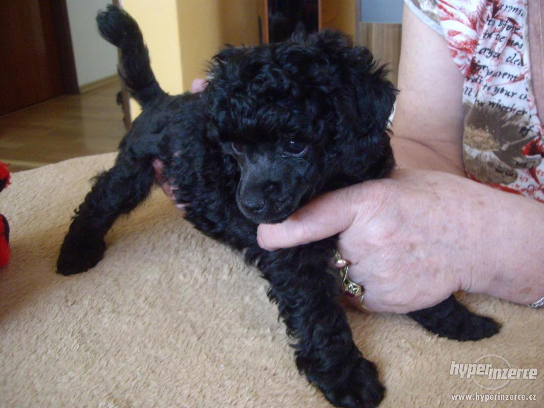 Pudl toy černý - bazar - Hyperinzerce.cz