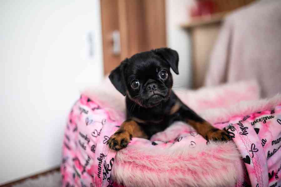 Grifonek a brabantík - bazar - Hyperinzerce.cz