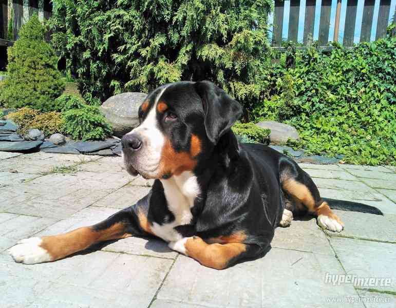 krytí - velký švýcarský salašnický pes - bazar - Hyperinzerce.cz