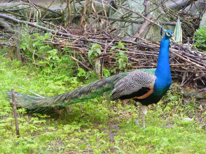 Prodej páva modrého korunkatého - bazar - Hyperinzerce.cz