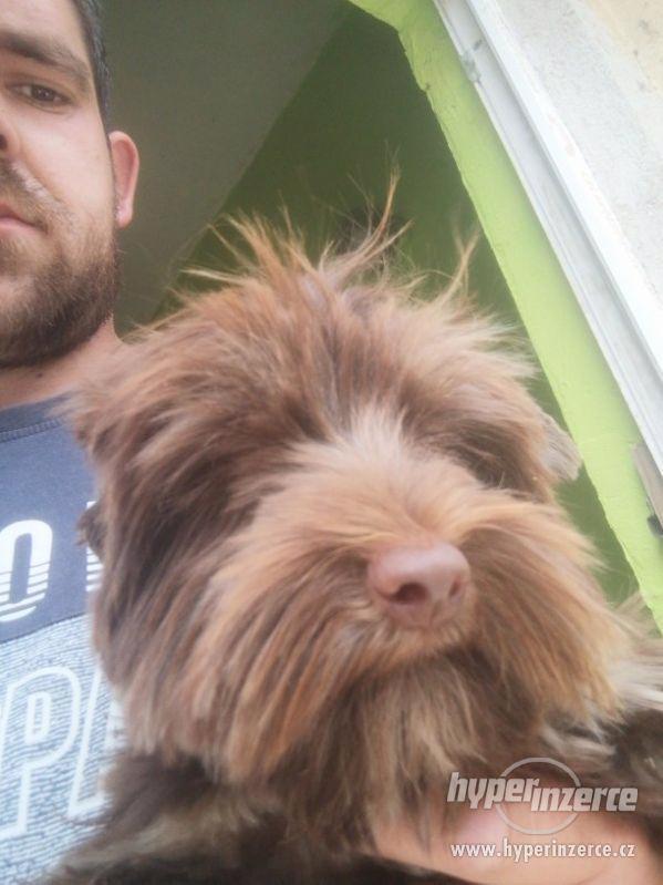 Jokšír štěně - bazar - Hyperinzerce.cz