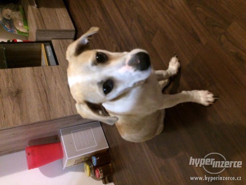 Daruji fenku - bazar - Hyperinzerce.cz