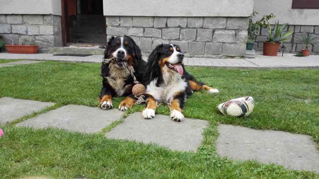 Vyhledávání: prodam bernsky salasnicky pes - Hyperinzerce.cz