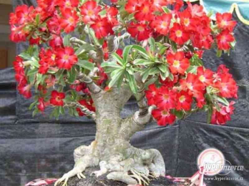 Adenium Obesum –Mix - sazenice - bazar - Hyperinzerce.cz