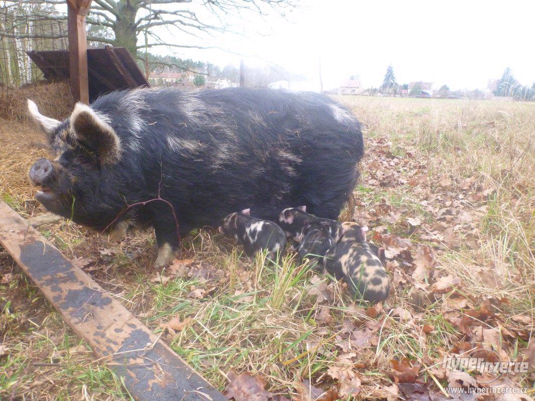 Kune kune - bazar - Hyperinzerce.cz