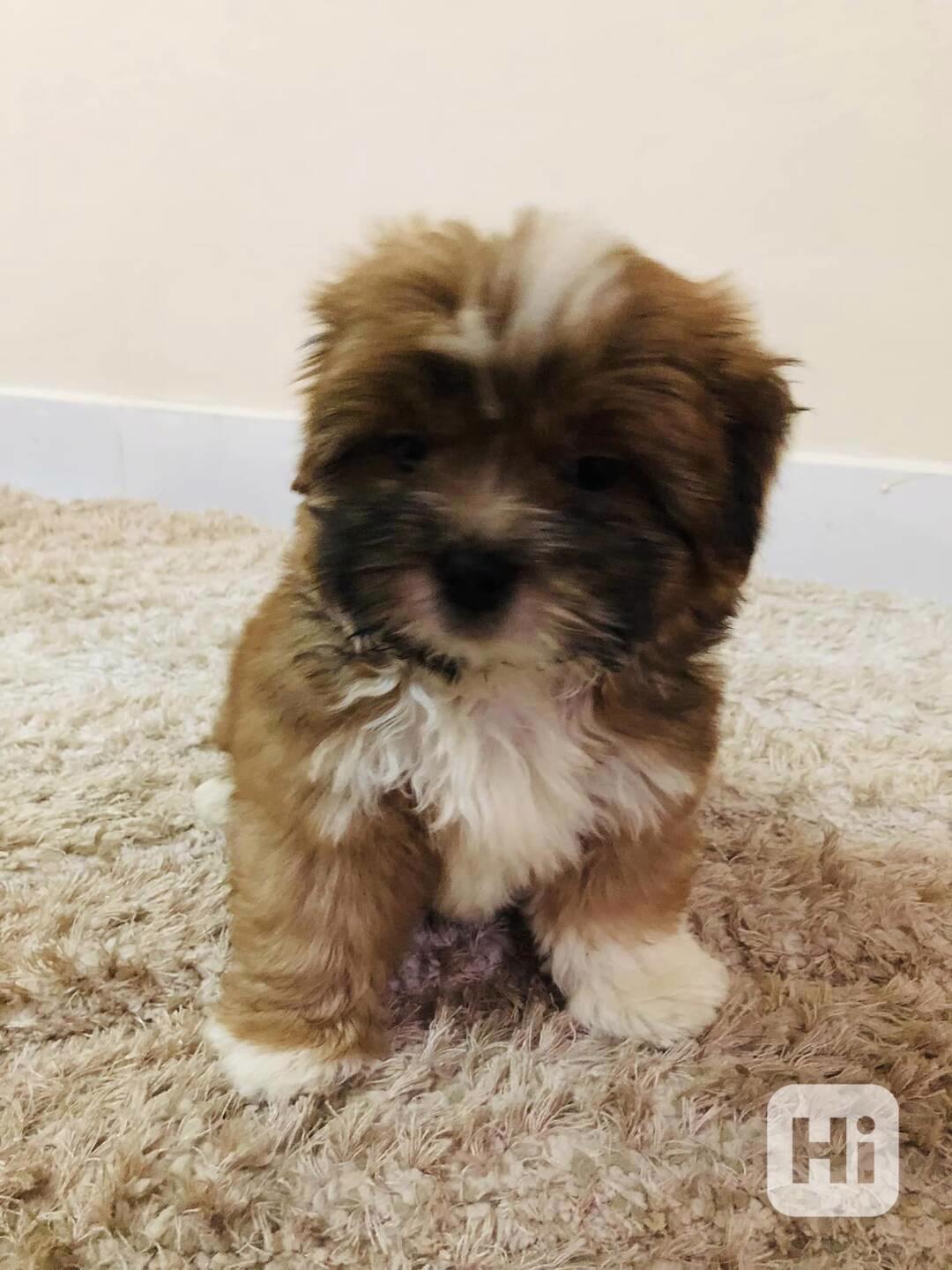 Shi-tzu (neboli čínský lev), blízký plemenu Ihasa apso, je t - bazar ...