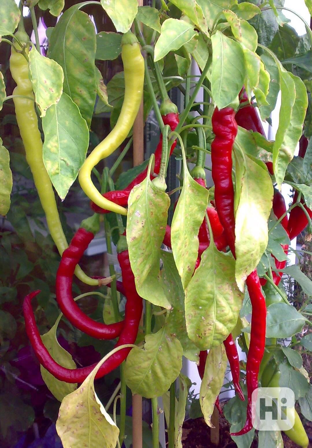 Nepálivá paprika "beraní roh" Spiralus - dvojice sazenic - bazar ...