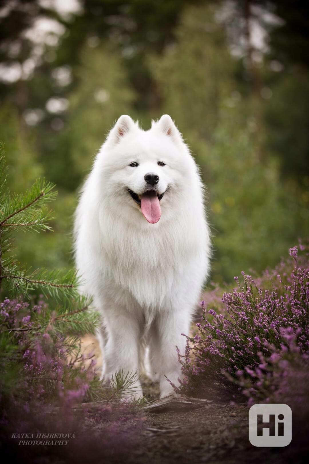 Prodej štěně samojed - bazar - Hyperinzerce.cz